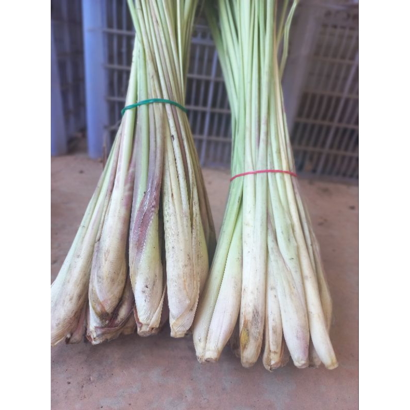 Jual Sereh sereh serai segar 1kg hasil kebun asli | Shopee Indonesia