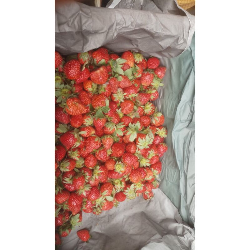 Jual strawbery brastagi (200g) | Shopee Indonesia