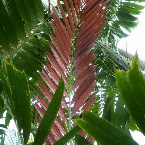 Jual Benih Langka / Biji Palem / Palm Seeds: Ptychosperma nicolai ...