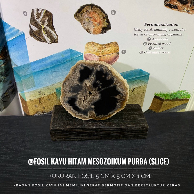 Jual Fosil Kayu Hitam Mesozoikum Purba L121 atau Fosil Tumbuhan Natural ...