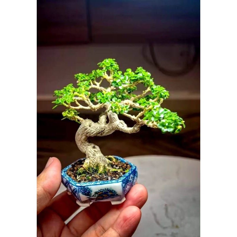 Jual Bonsai Sancang Mini Hidup | Shopee Indonesia