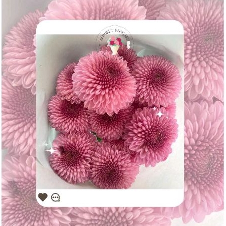Jual Bunga Potong Segar Gompie Pink (Per 1 ikat isi 10 tangkai ...