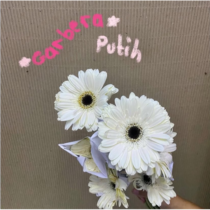 Jual Bunga Potong Garbera Segar Warna Putih 1 Ikat isi 10 tangkai ...