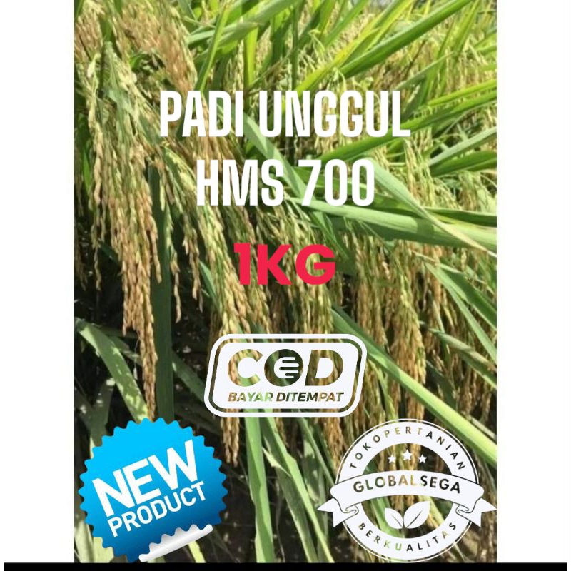 Jual benih padi unggul HMS700 kemasan 1kg | Shopee Indonesia