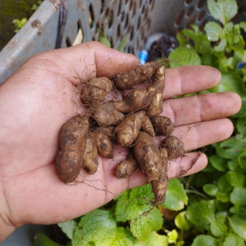 Jual kentang hitam ireng bulu jembut kleci UKURAN biasa BELI 2 ...