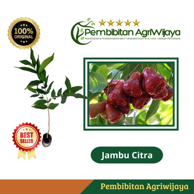 Jual Bibit Jambu Air Varietas Citra Merah Super Unggul Hasil Okulasi ...