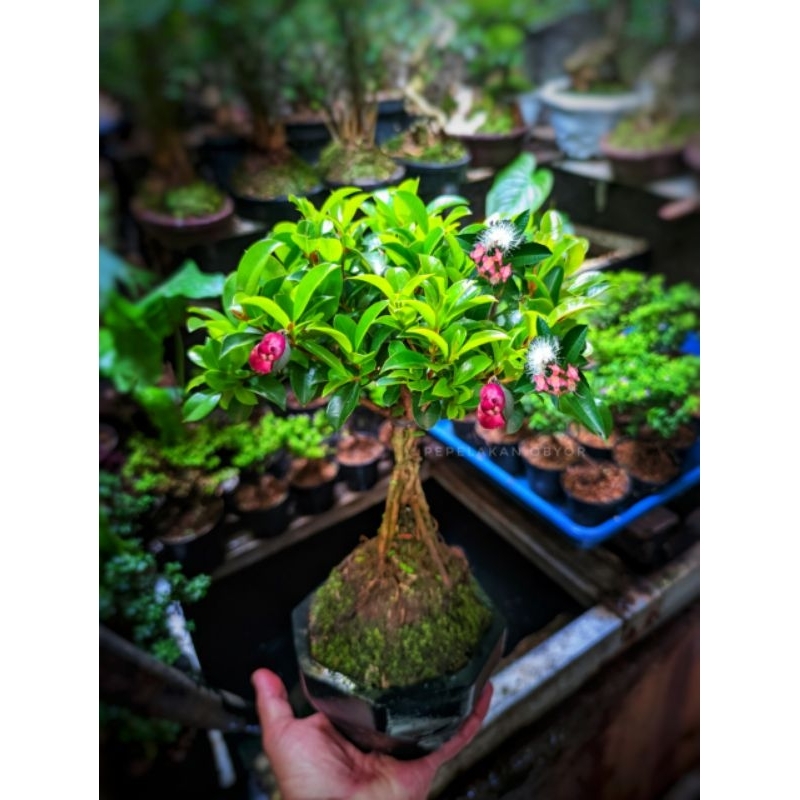 Jual Bonsai Mini Berbuah Jambu Lyly pily Sudah Berbunga Siap berbuah ...