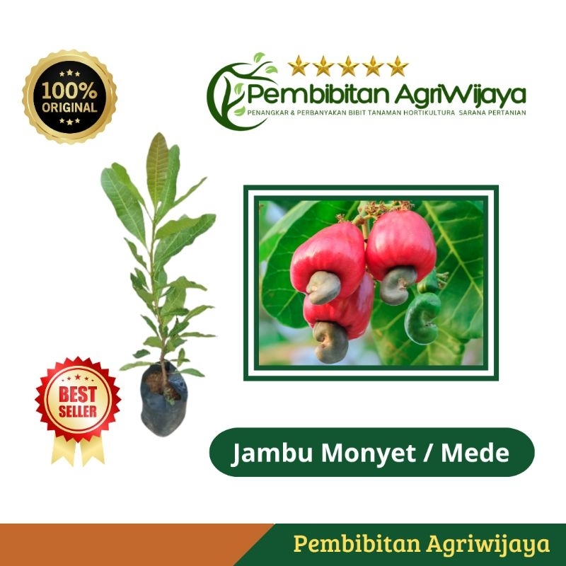 Jual Bibit Jambu mede atau jambu monyet varietas PembibitanAgriWijaya ...