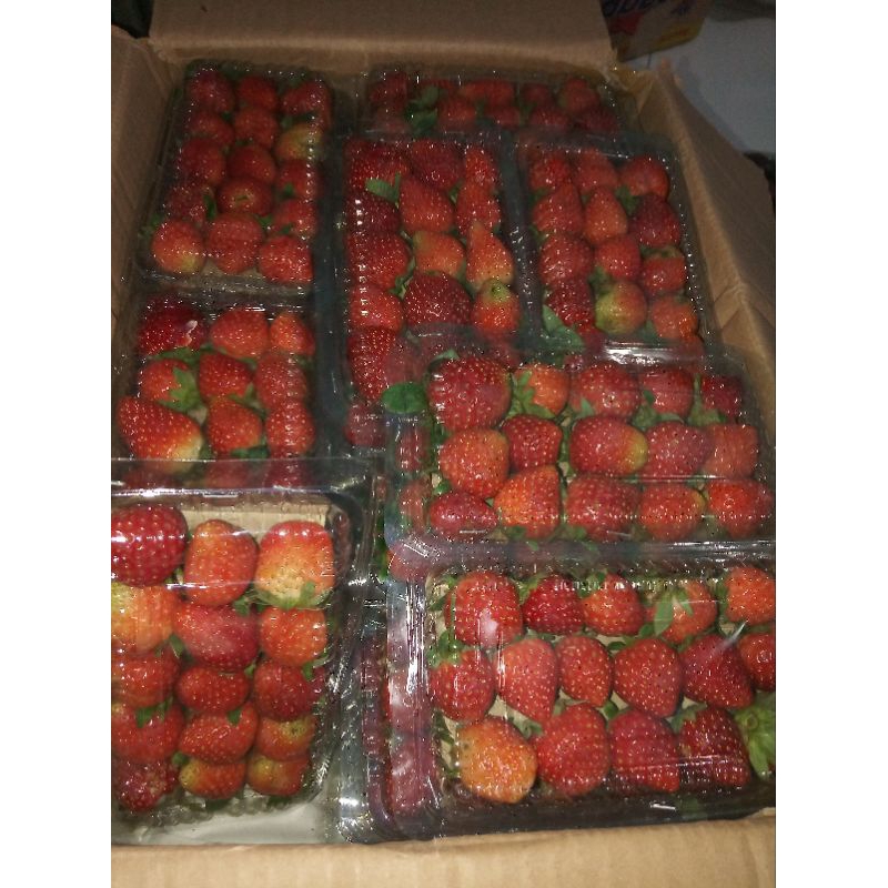 Jual STROBERY FRESH JUMBO CUP MINI KUALITAS PREMIUM | STROBERY FRESH ...