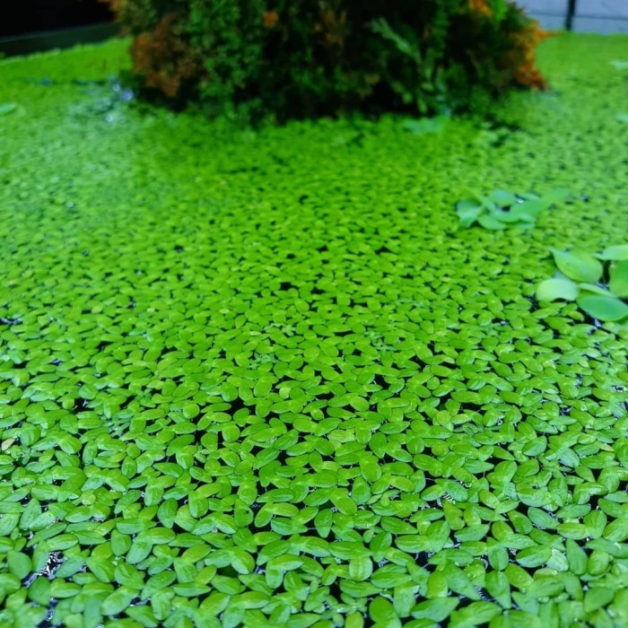 Jual tanaman mata lele 20g tanaman apung duck weed hiasan aquascape ...