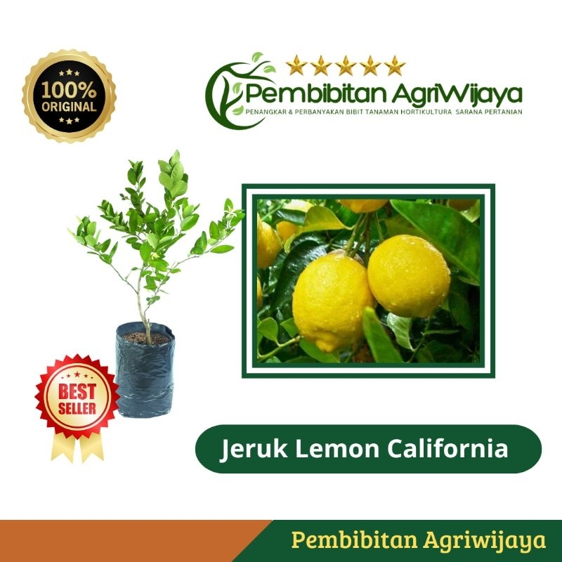 Jual Bibit Jeruk Lemon California Varietas Unggul Okulasi Original ...