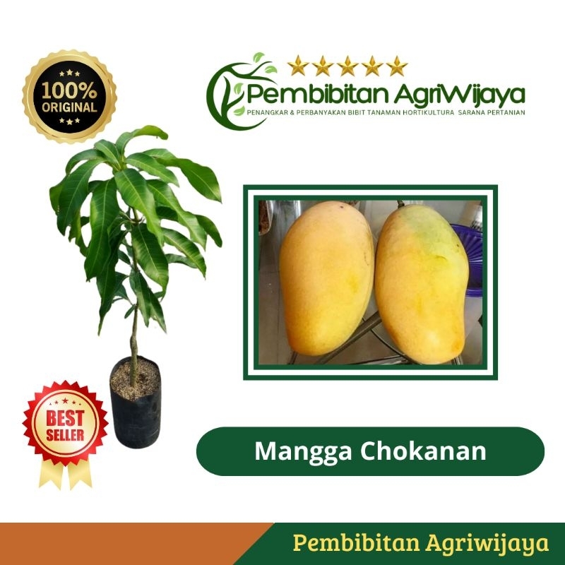Jual Bibit Mangga Chokana Cokana Varietas Unggul Okulasi Original ...