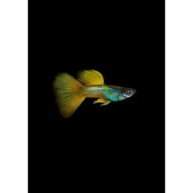 Jual Ikan Hias Air Tawar Guppy Yellow Pingu | Shopee Indonesia