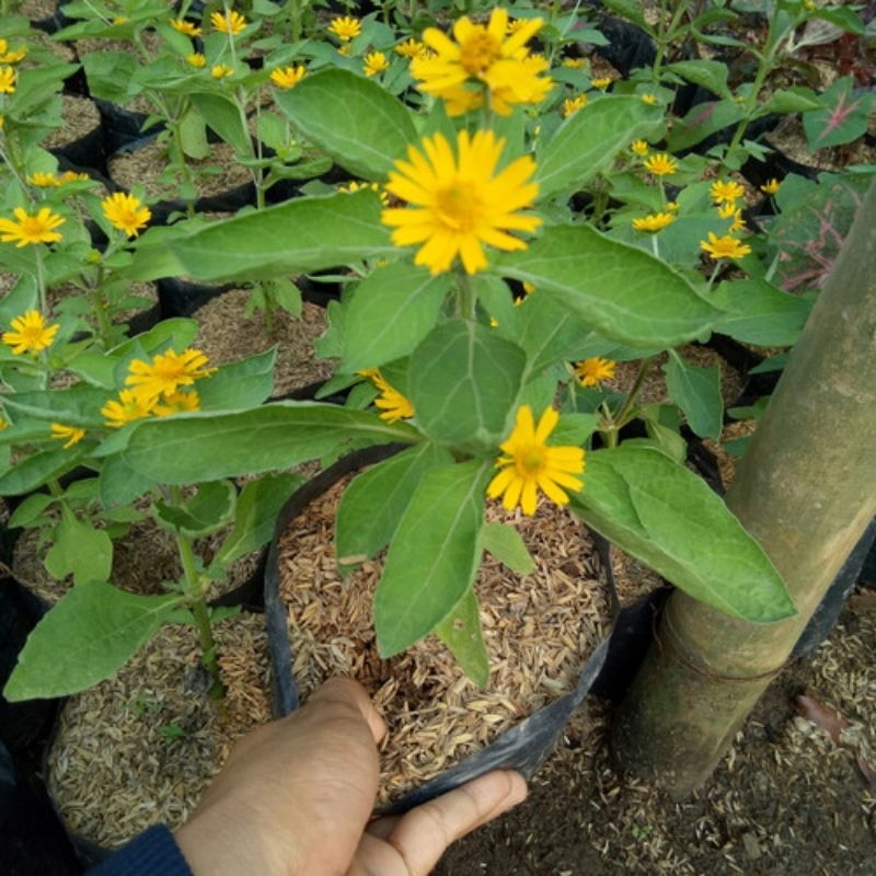 Jual Tanaman Hias Bunga Matahari Mini | Shopee Indonesia