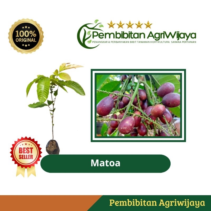 Jual Bibit Matoa Kelapa Merah Varietas Unggul Okulasi Original ...