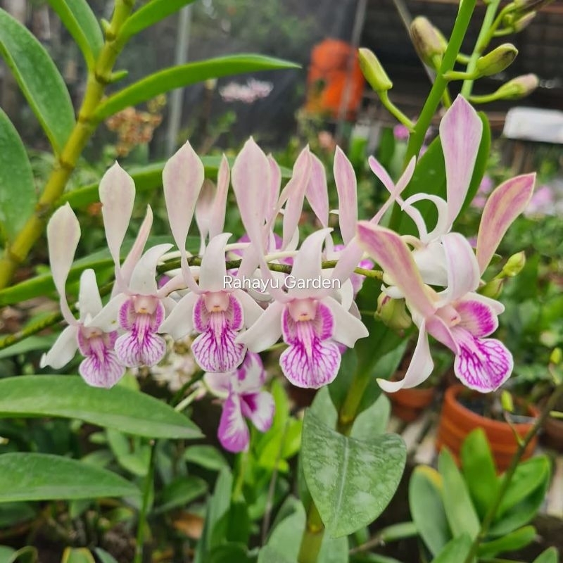 Jual Dendrobium Rabbit Pink, Anggrek Dendrobium Rabbit Pink | Shopee ...