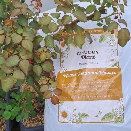 Jual chubby plant media tanam metan tanaman mawar siap pakai kompos ...