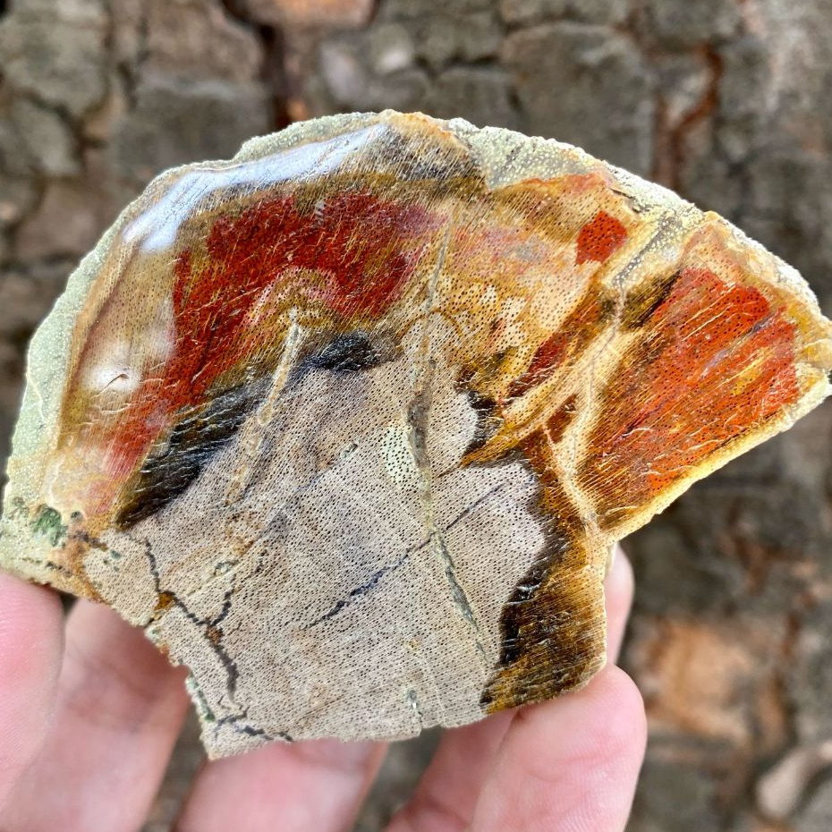 Jual 149GR Slice Natural Petrified Wood - Fosil Kayu Slice | Shopee ...