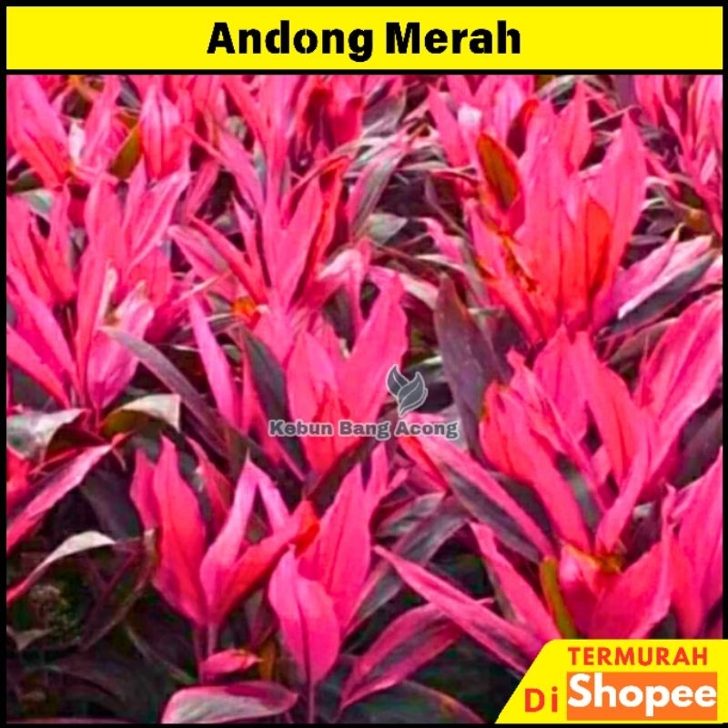 Jual Tanaman hias hanjuang merah andong merah | Shopee Indonesia