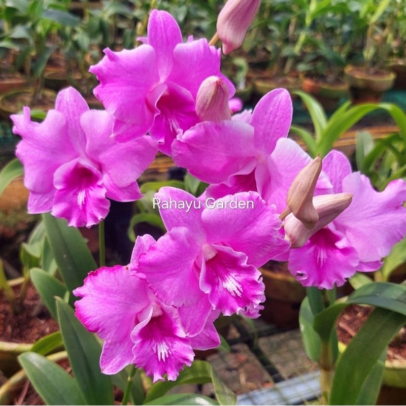 Jual Dendrobium Pink Dragon, Anggrek Dendrobium Pink Dragon | Shopee ...