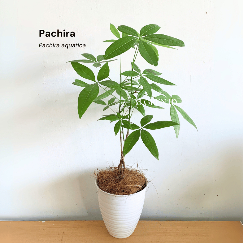 Jual Pachira | Tanaman Hias Pachira | Pachira Kepang | Pohon Uang ...