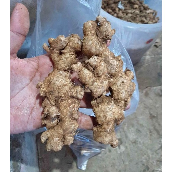 Jual Jahe Emprit Cuci Super 1kg / Jahe Emprit / Jahe Emprit Lokal ...