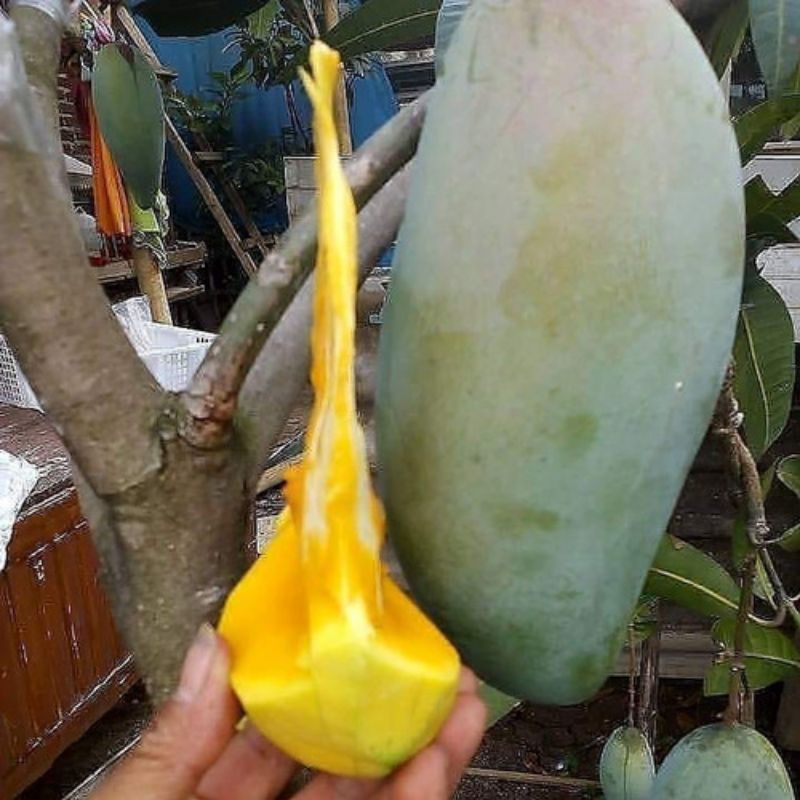 Jual Bibit Mangga Mahatir Super Jumbo 1.mtr (hasil okulasi) | Shopee Indonesia
