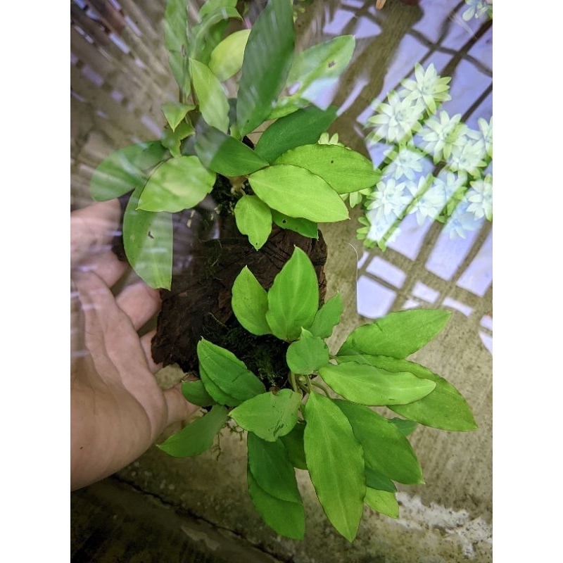 Jual anubias sp mix mos media kayu rentek ukuran M | Shopee Indonesia