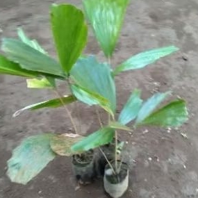 Jual bibit aren(kulang-kaling) | Shopee Indonesia