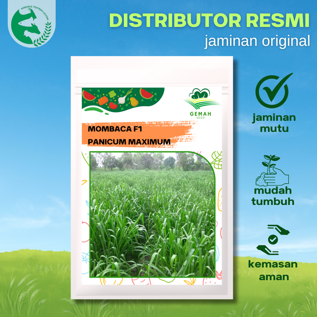 Jual Benih Rumput MOMBACA F1 1200 Biji Premium Gemah Seed Panicum ...