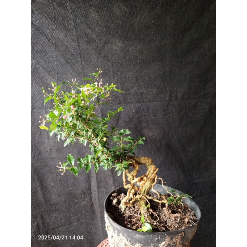 Jual BAHAN BONSAI SAKURA MICRO DI KIRIM SESUAI FOTO | Shopee Indonesia