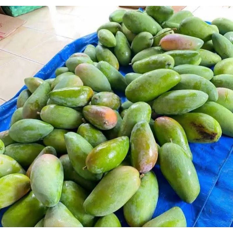 Jual buah mangga kiojay fresh renyah 1 kg | Shopee Indonesia