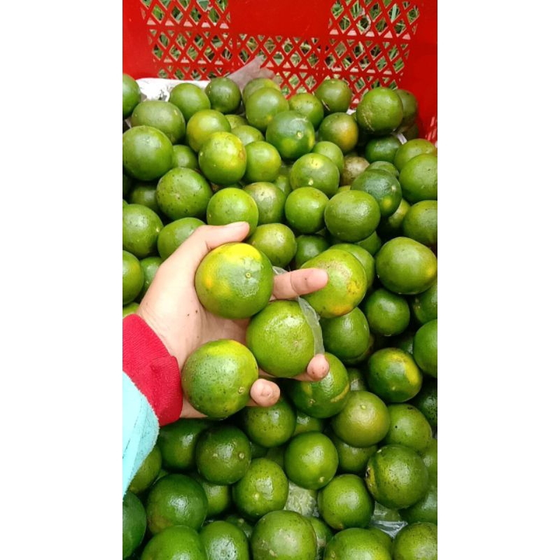 Jual Jeruk Peras Super Jember Kemasan 500 Gram. | Shopee Indonesia