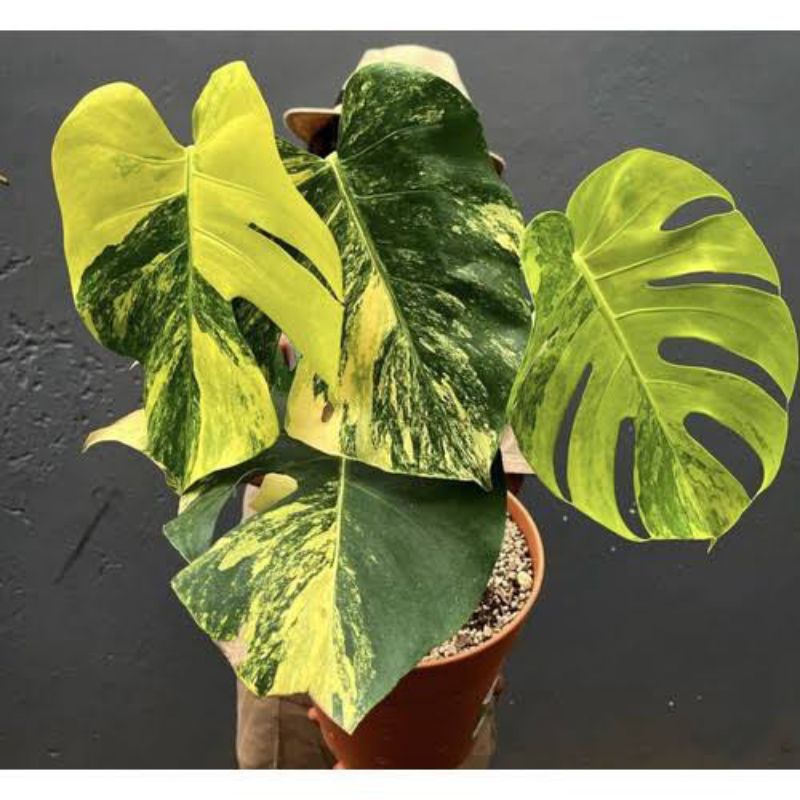 Jual monstera marmorata variegata | Shopee Indonesia