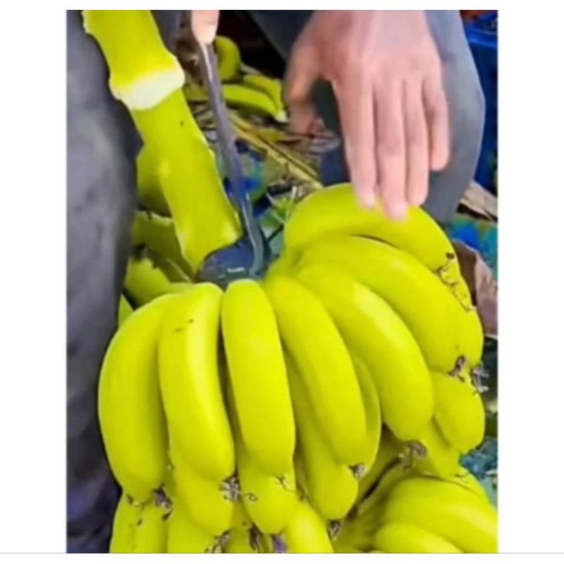 Jual Alat Panen Pisang / Tandan Pisang / alat susruk pisang | Shopee ...