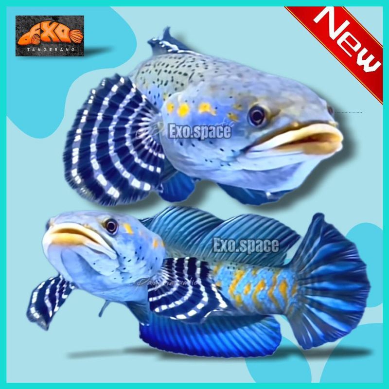 Jual Free Sticker+Pelet Blue Pulchra Singel Tank Kualitas Grade A++ ...