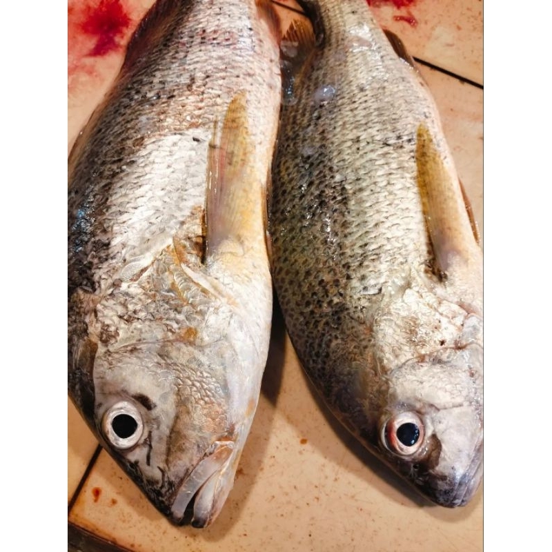 Jual Ikan kakap jenaha segar ikan tompel ikan hasil laut segar 1kg ...