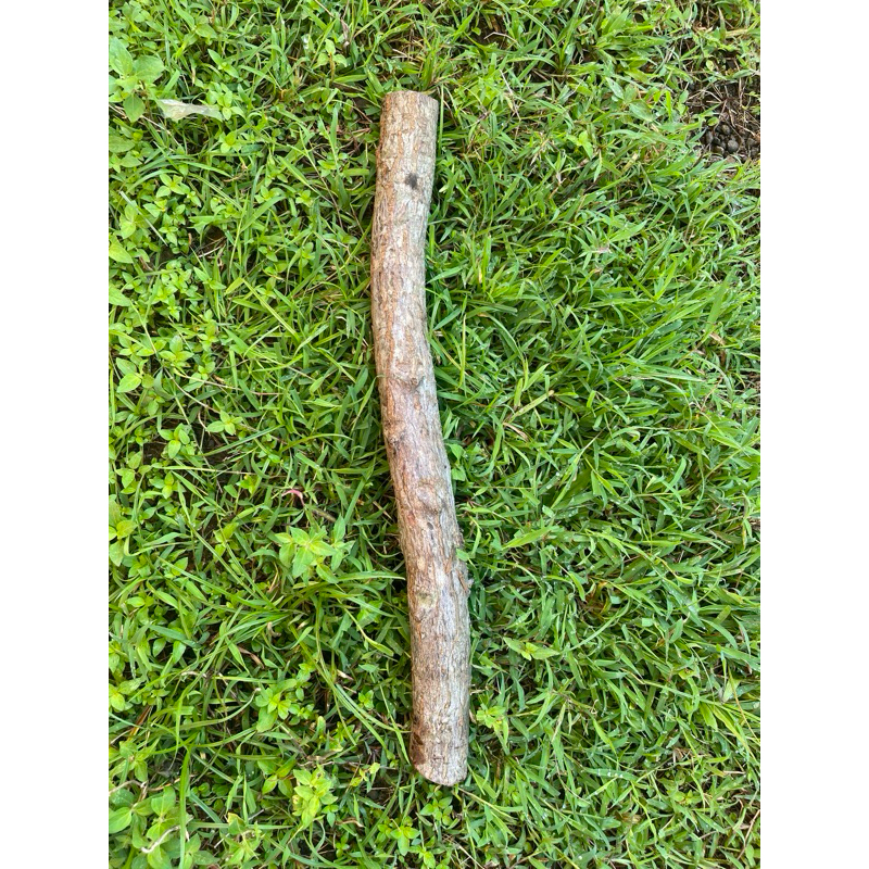 Jual kayu stigi asli dari Karimun Jawa berbagai ukuran | Shopee Indonesia