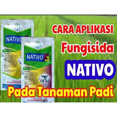 Jual Fungisida NATIVO 75WG 12,5 gram untuk Mengendalikan Penyakit Blas ...