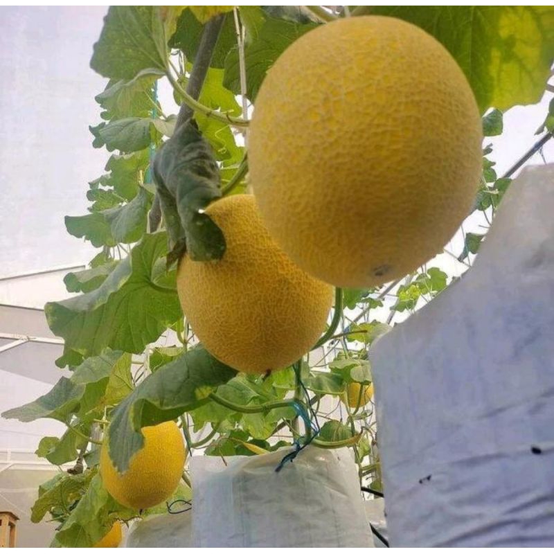 Jual TOKO RZ Benih Melon Unggul Inthanon 100 Biji | Shopee Indonesia