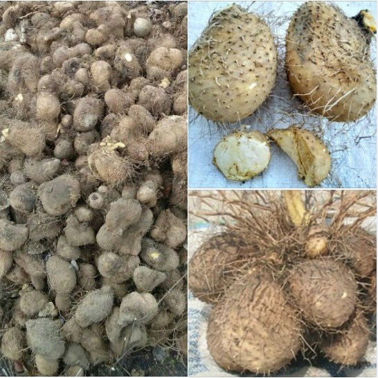 Jual COD 1 kg Gadung Mentah / Umbi Gadung Organik (Dioscorea hispida ...