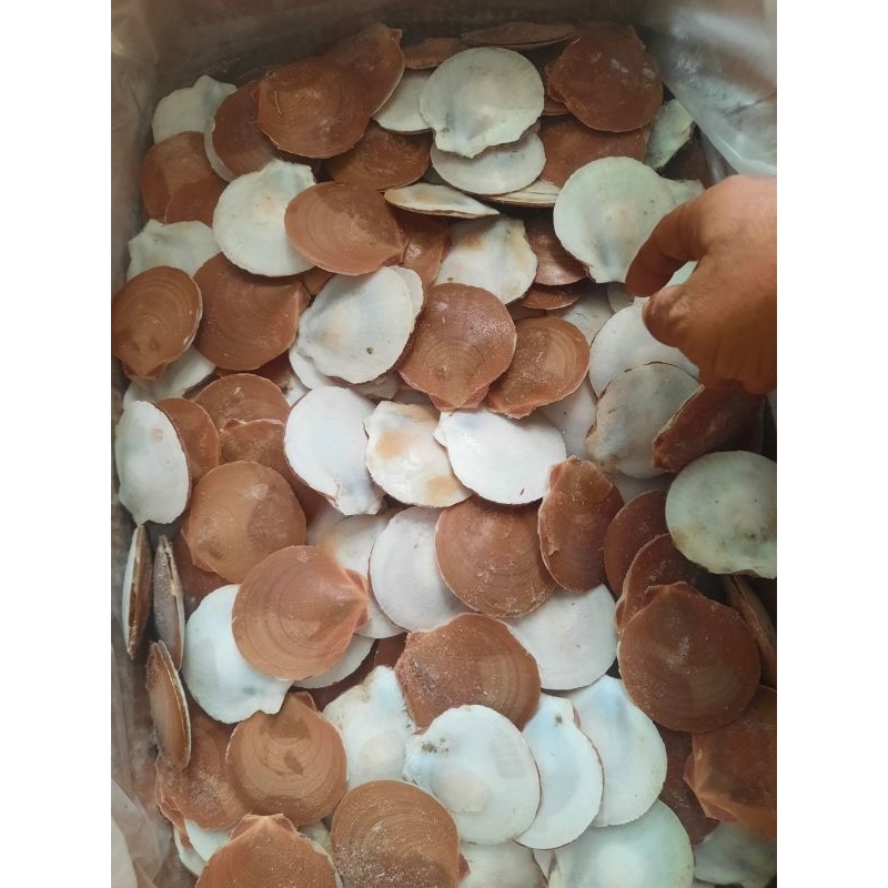 Jual Kerang Simping merah Putih Kerang scalop segar 1kg | Shopee Indonesia