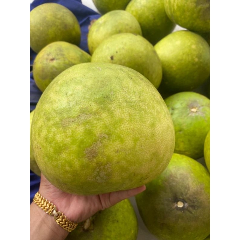 Jual jeruk bali satu biji | Shopee Indonesia