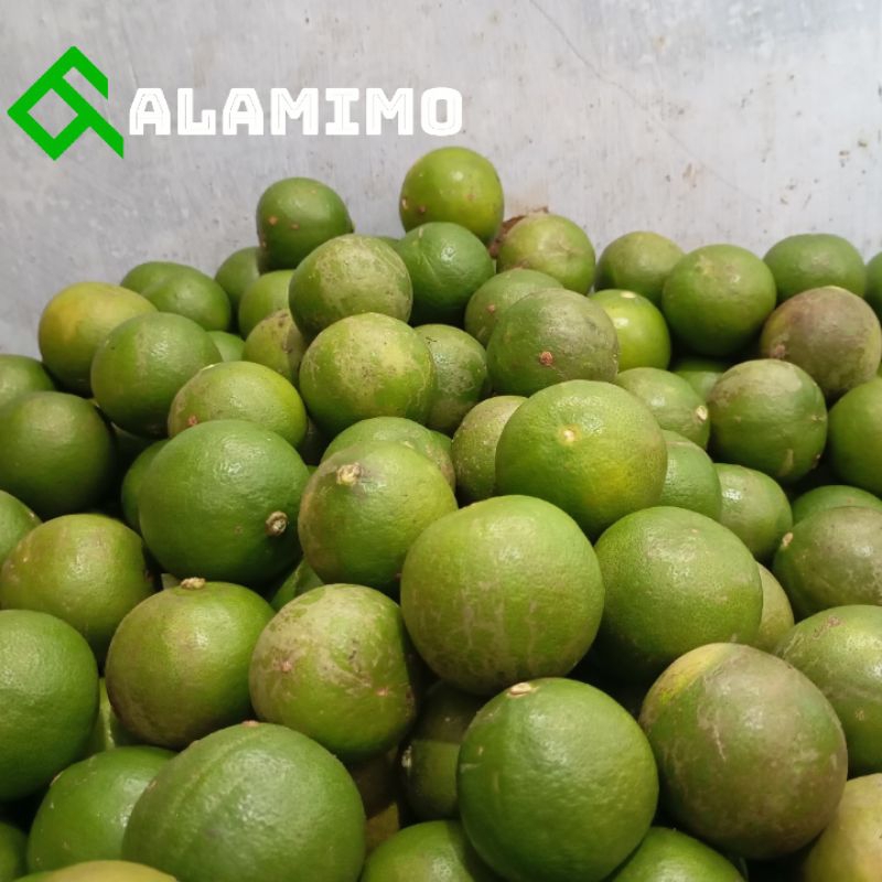 Jual Jeruk Nipis perbiji Fresh jeruk pecel perbuah segar | Shopee Indonesia