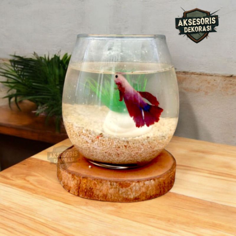 Jual Paket lengkap ikan cupang asli hidup plus vasquarium mini / Paket ...