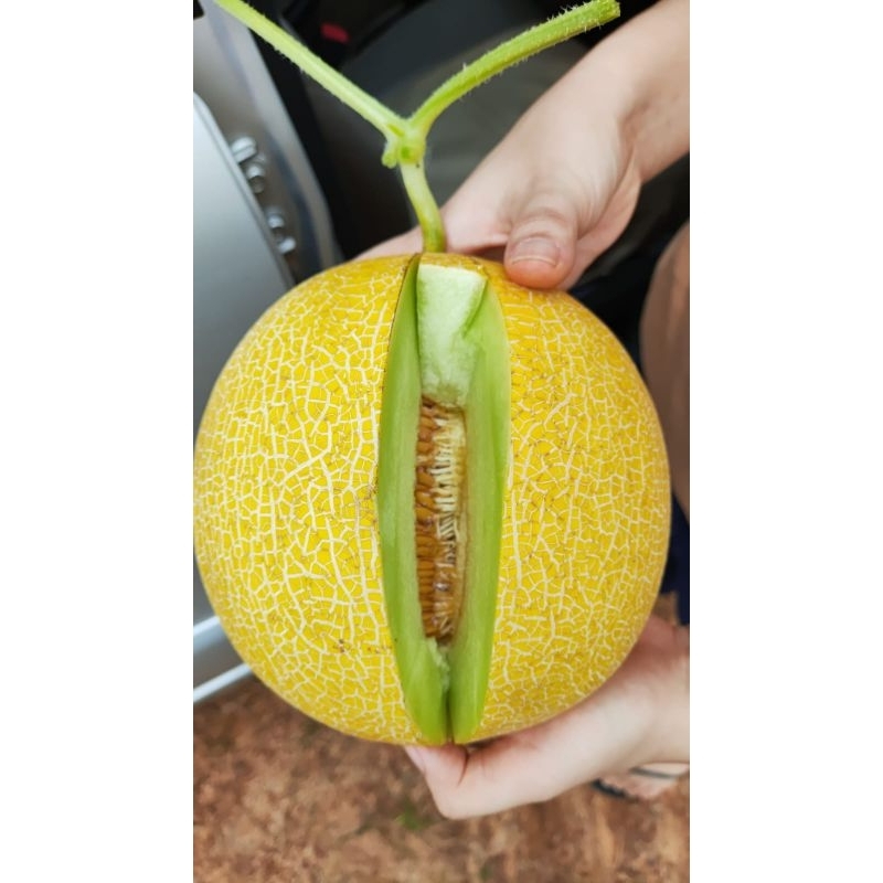 Jual Melon Inthanon Hidroponik /Melon Madu Manis | Shopee Indonesia