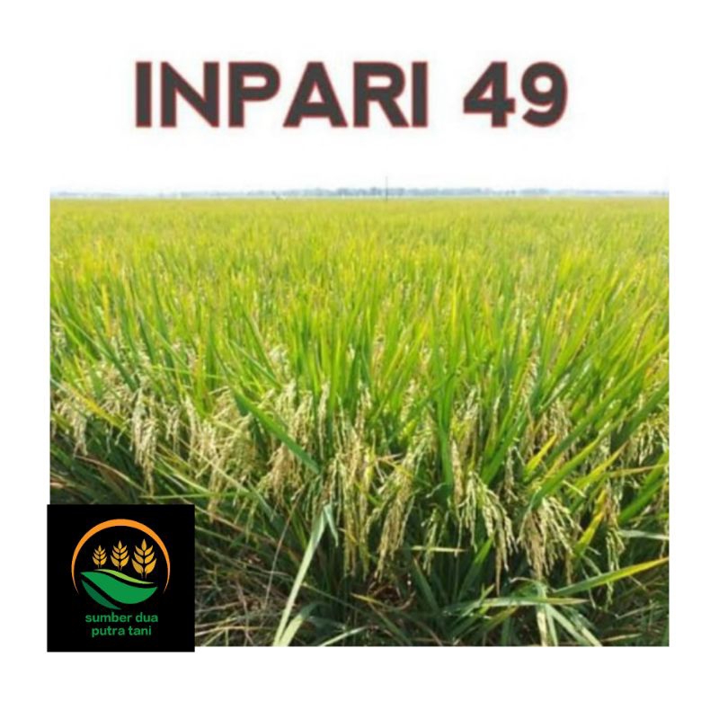 Jual BENIH PADi UNGGUL INPARI 49 JEMBAR KEMASAN 5 KG KUALITAS SUPER | Shopee Indonesia