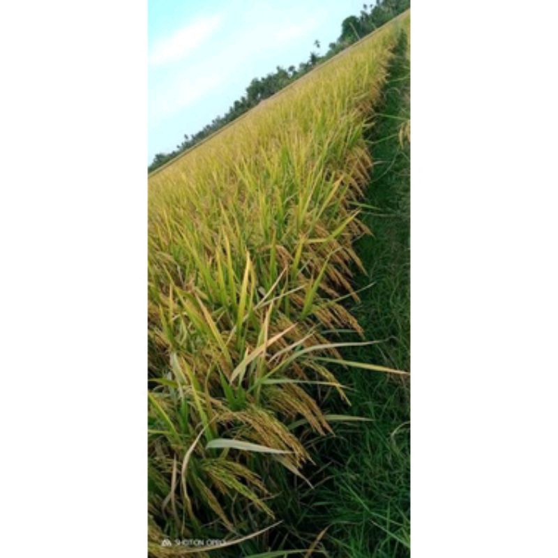 Jual Benih padi Inpari 32 promeo kemasan 5kg | Shopee Indonesia