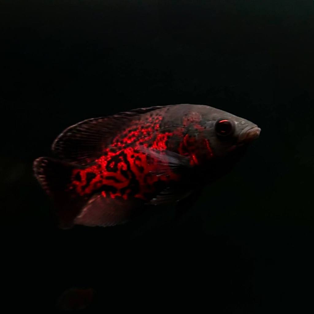 Jual Ikan Oscar Red Leopard 2 jari / Super Grade Thailand | Shopee ...