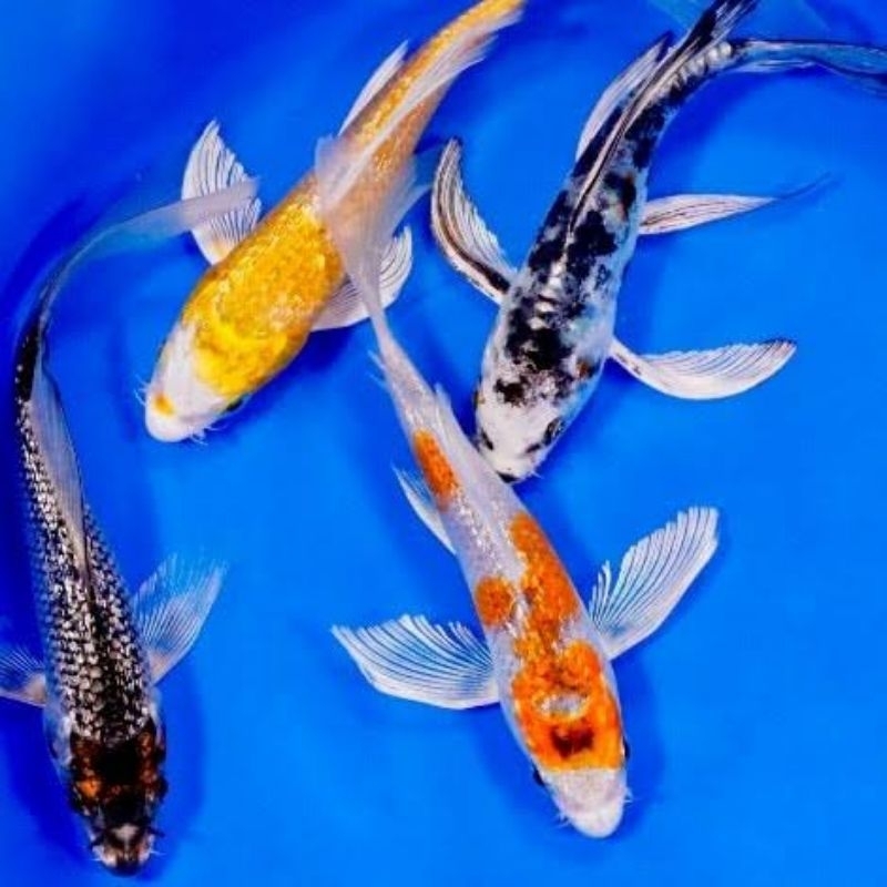 Jual KOI SLAYER WARNAH 10-12CM 5 EKOR | Shopee Indonesia